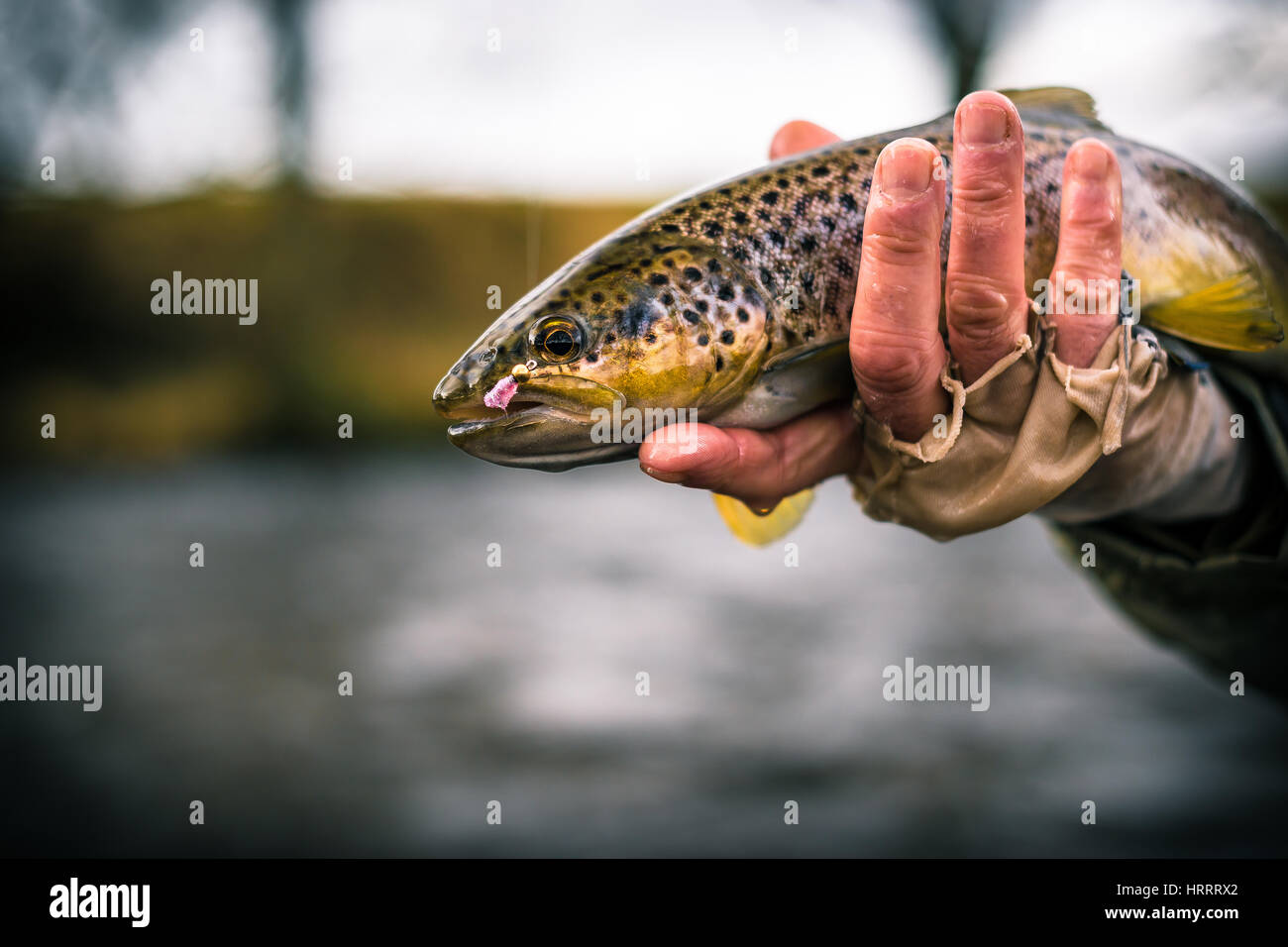 Fly fishing technique hi-res stock photography and images - Alamy