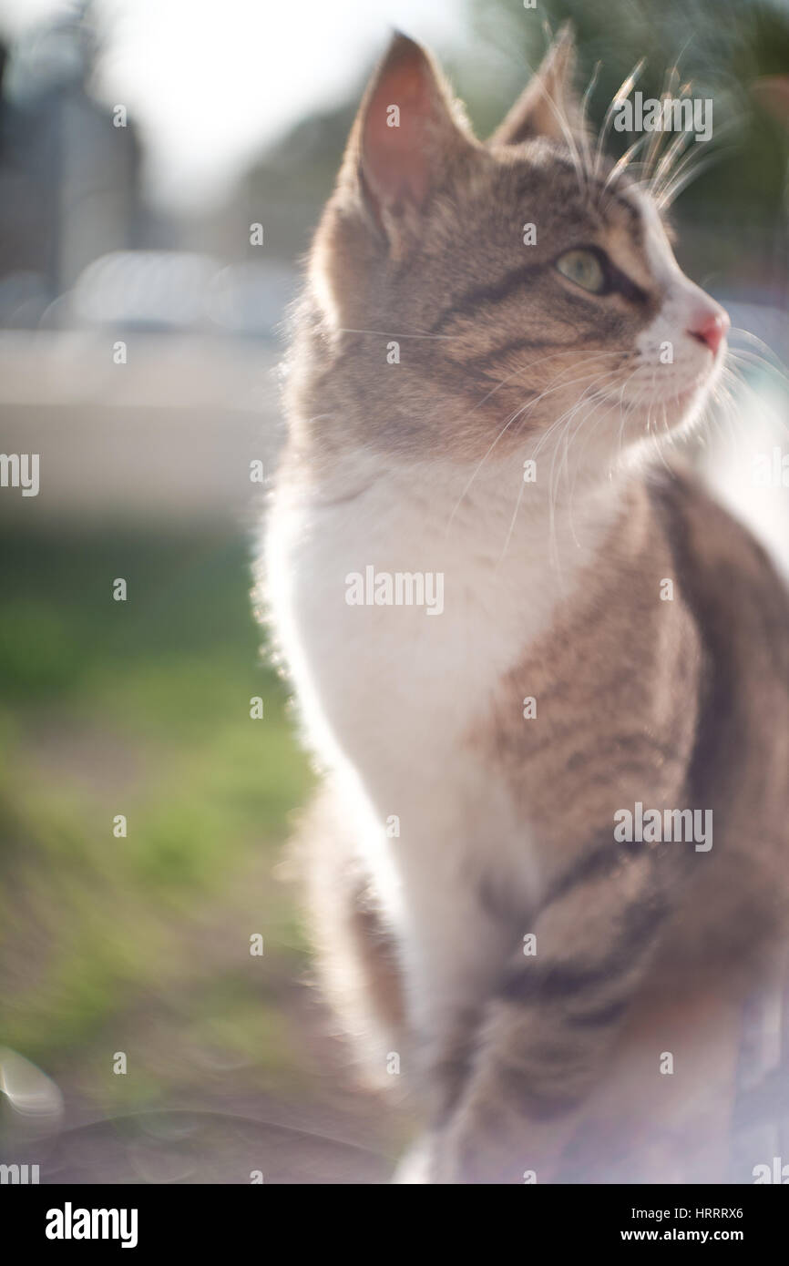 Cat grass backlight hi-res stock photography and images - Alamy