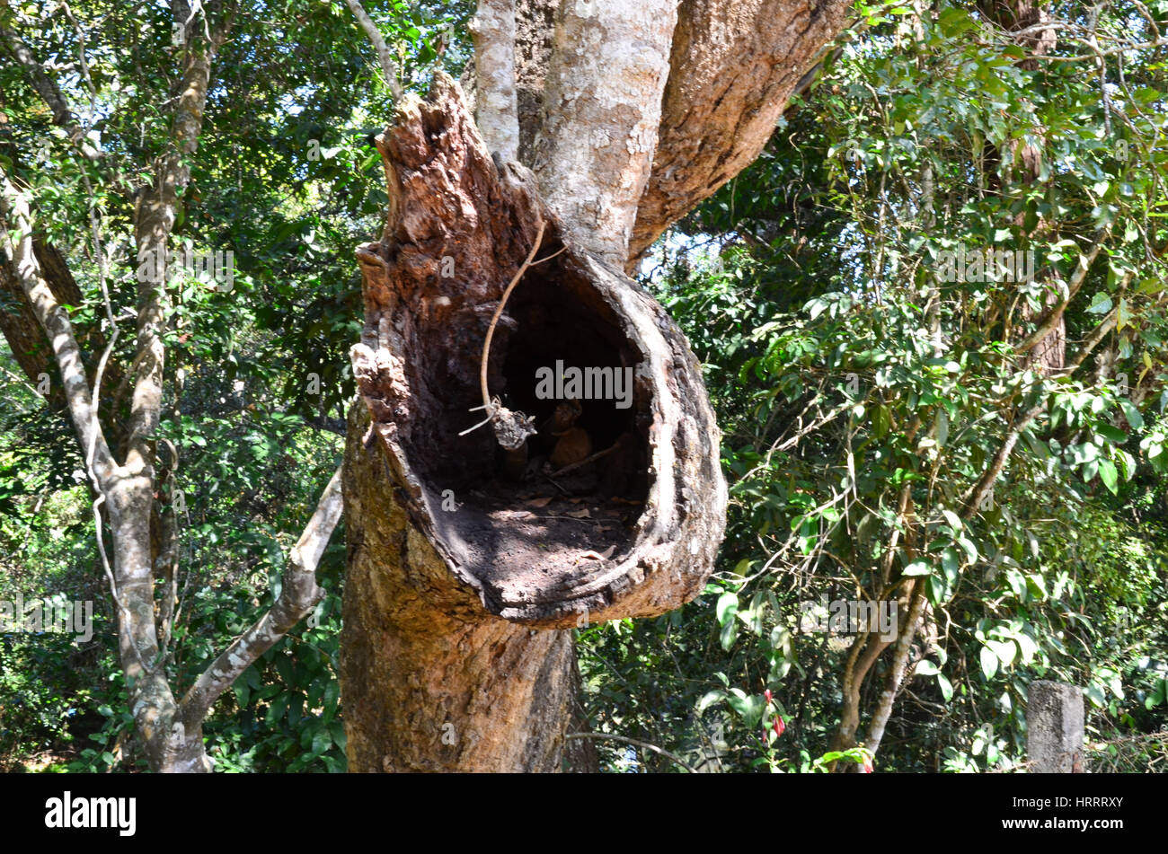 Hollow knot of an old tree Stock Photo - Alamy