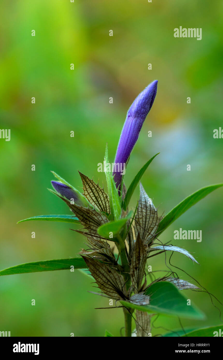 Bud of ble flower Stock Photo - Alamy