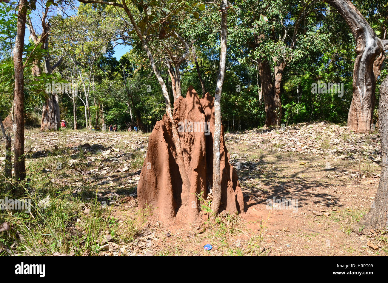 Large termite mound Stock Photo - Alamy