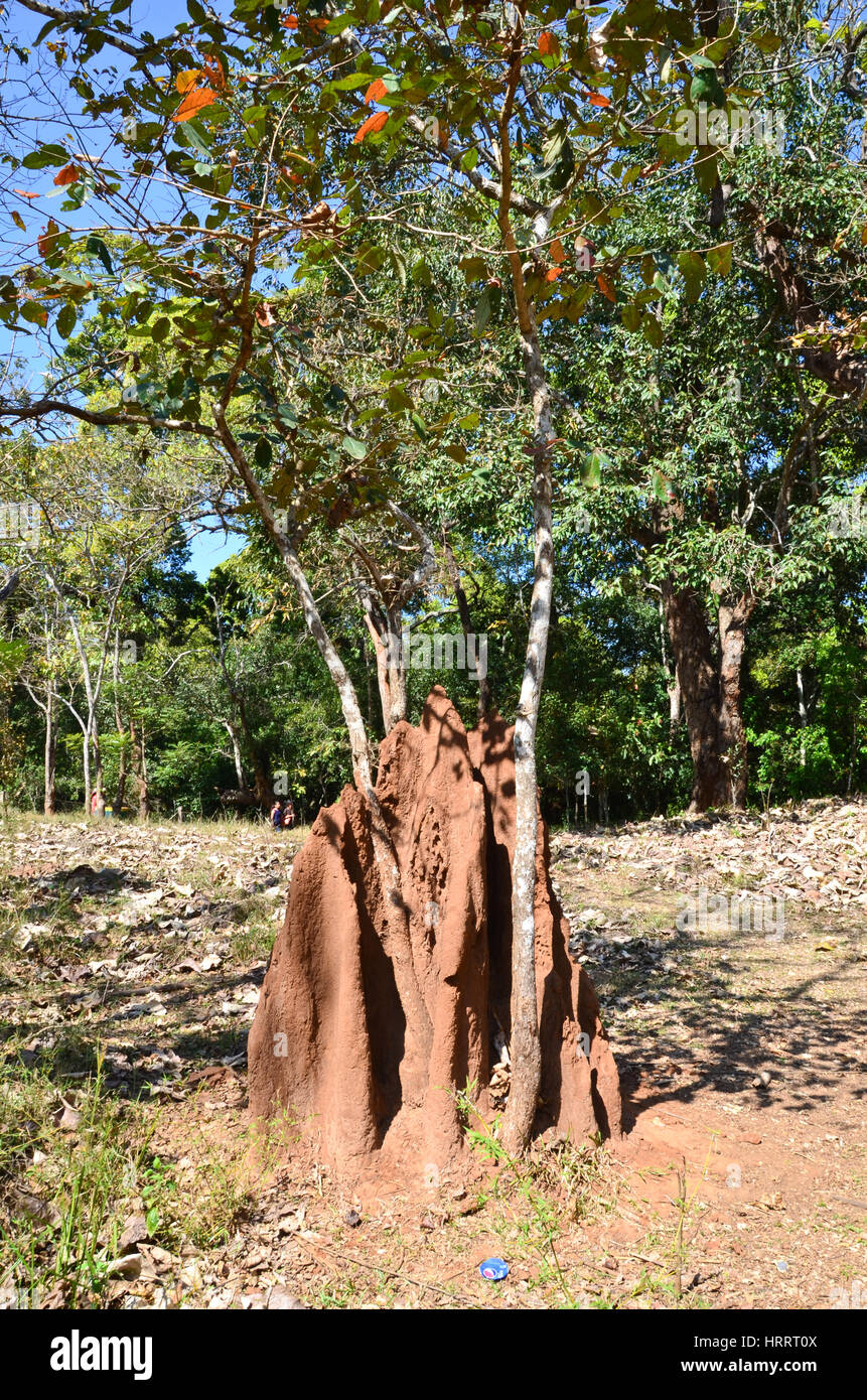 Large termite mound Stock Photo - Alamy
