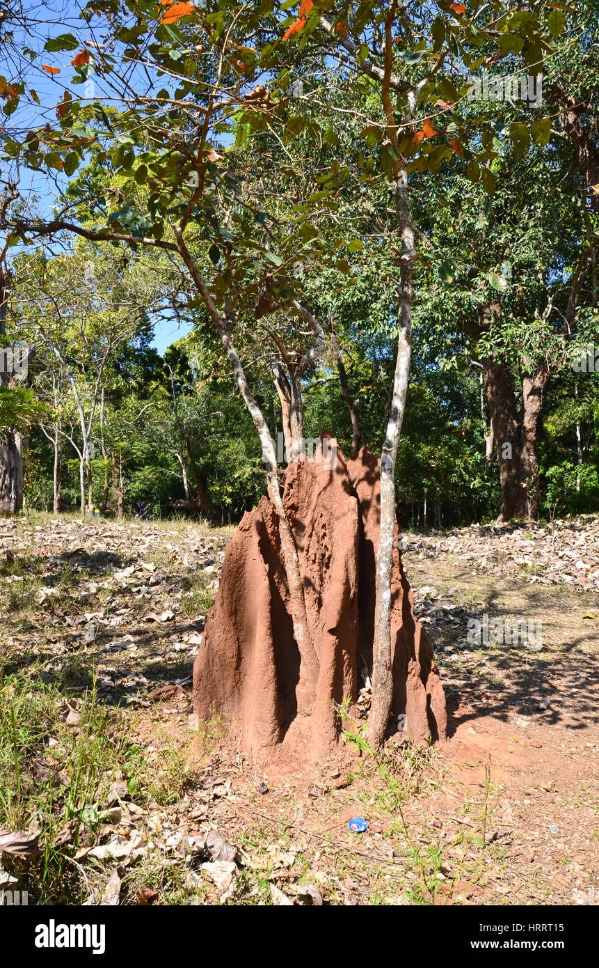 Large termite mound Stock Photo - Alamy