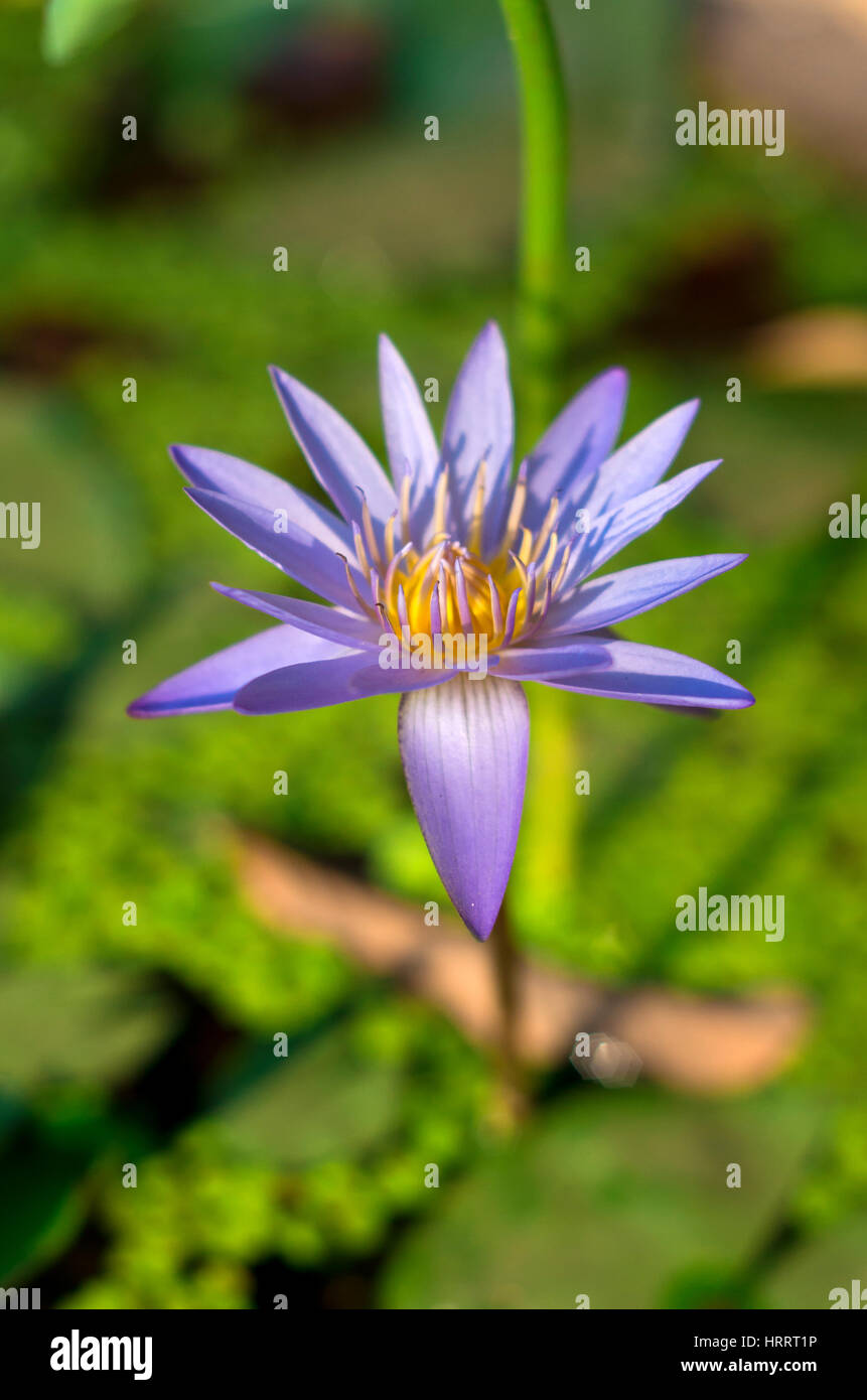 Blue water flower Stock Photo - Alamy