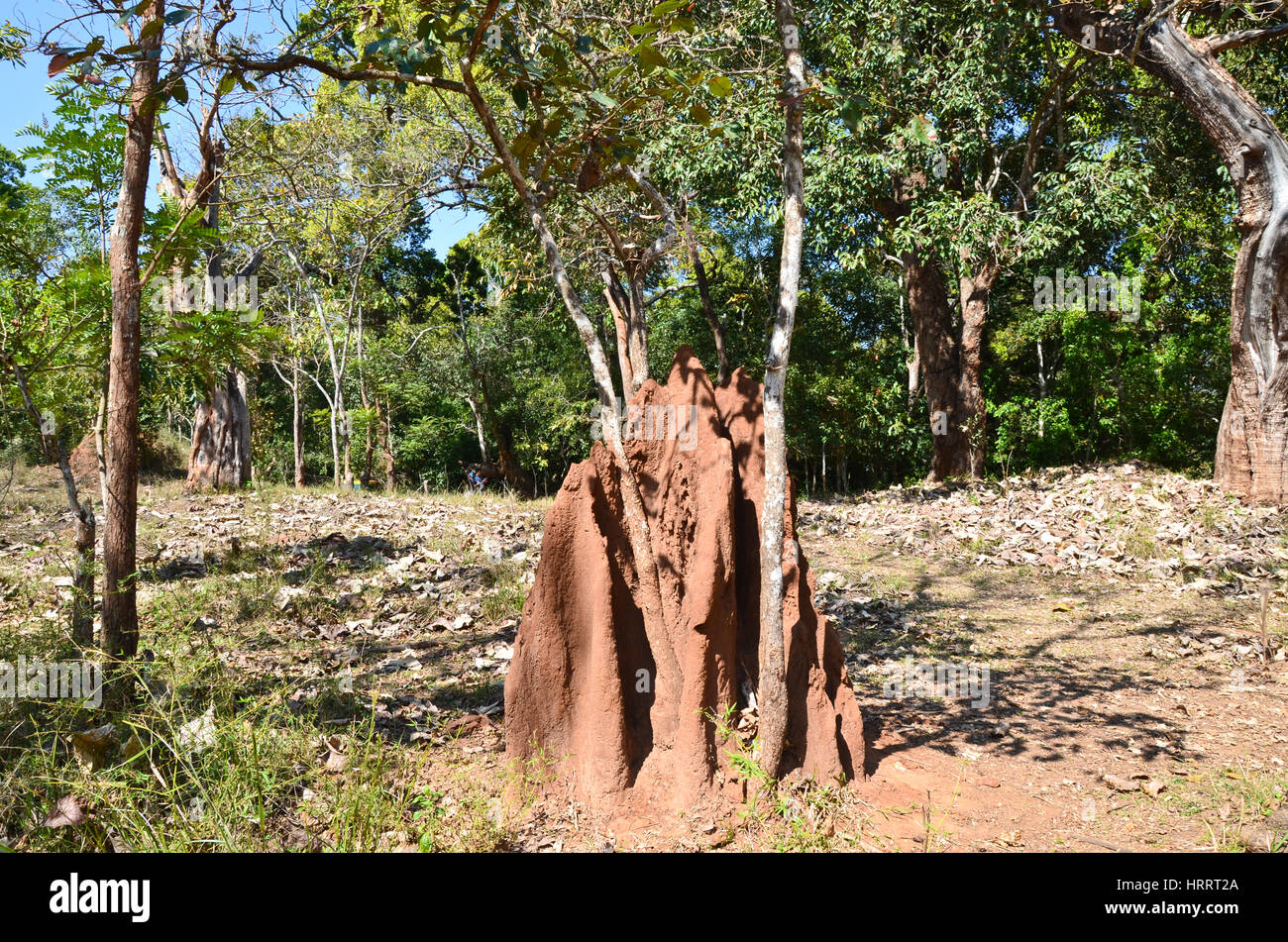 Large termite mound Stock Photo - Alamy