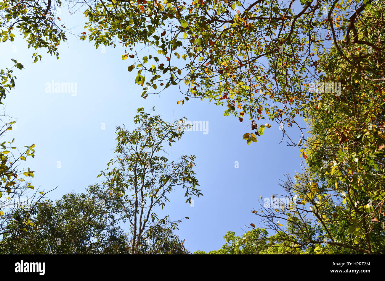 Beautiful view of forest canopy at Cauvery Nisargadhama, Kushalnagar ...