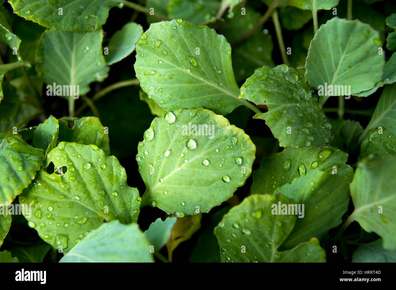 Water drops on leaf Stock Photo - Alamy