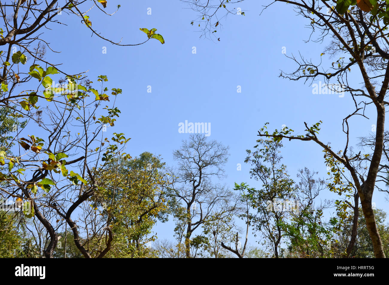 Beautiful view of forest canopy at Cauvery Nisargadhama, Kushalnagar ...