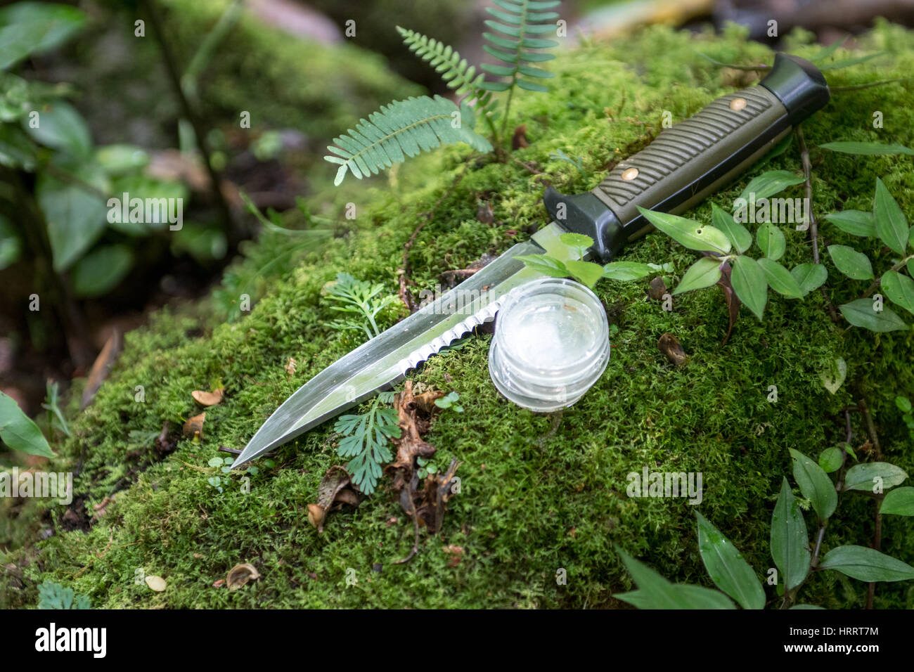 Tools lie on a moss-covered surface during plant material research at ...