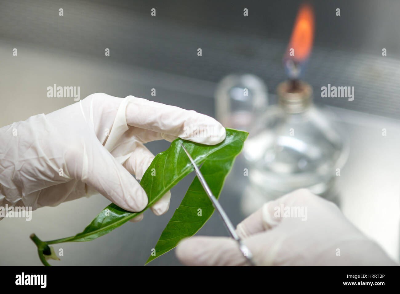 Sample cutting hi-res stock photography and images - Alamy