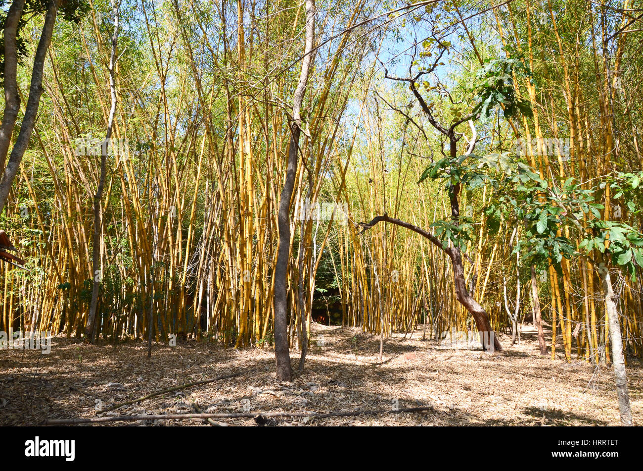 Bamboo forest at Cauvery Nisargadhama, Kushalnagar, Karnataka Stock ...