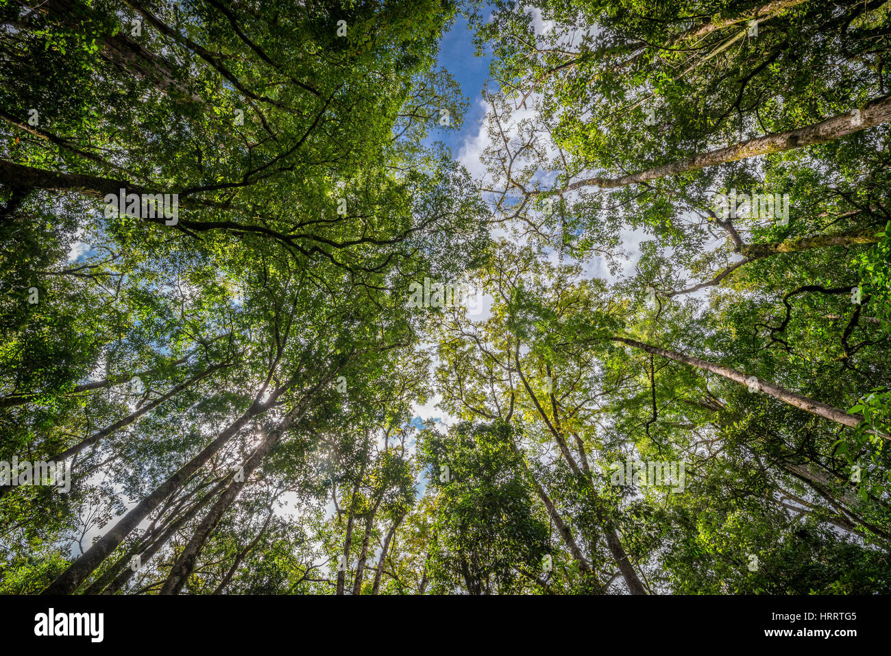 Treetops in the Costa Rican forest, San Marcos, Costa Rica Stock Photo ...