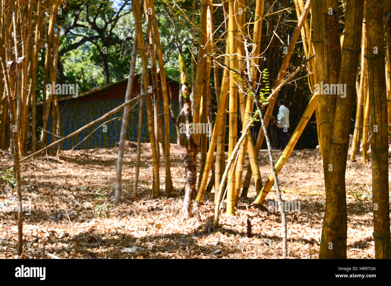 Bamboo forest at Cauvery Nisargadhama, Kushalnagar, Karnataka Stock ...