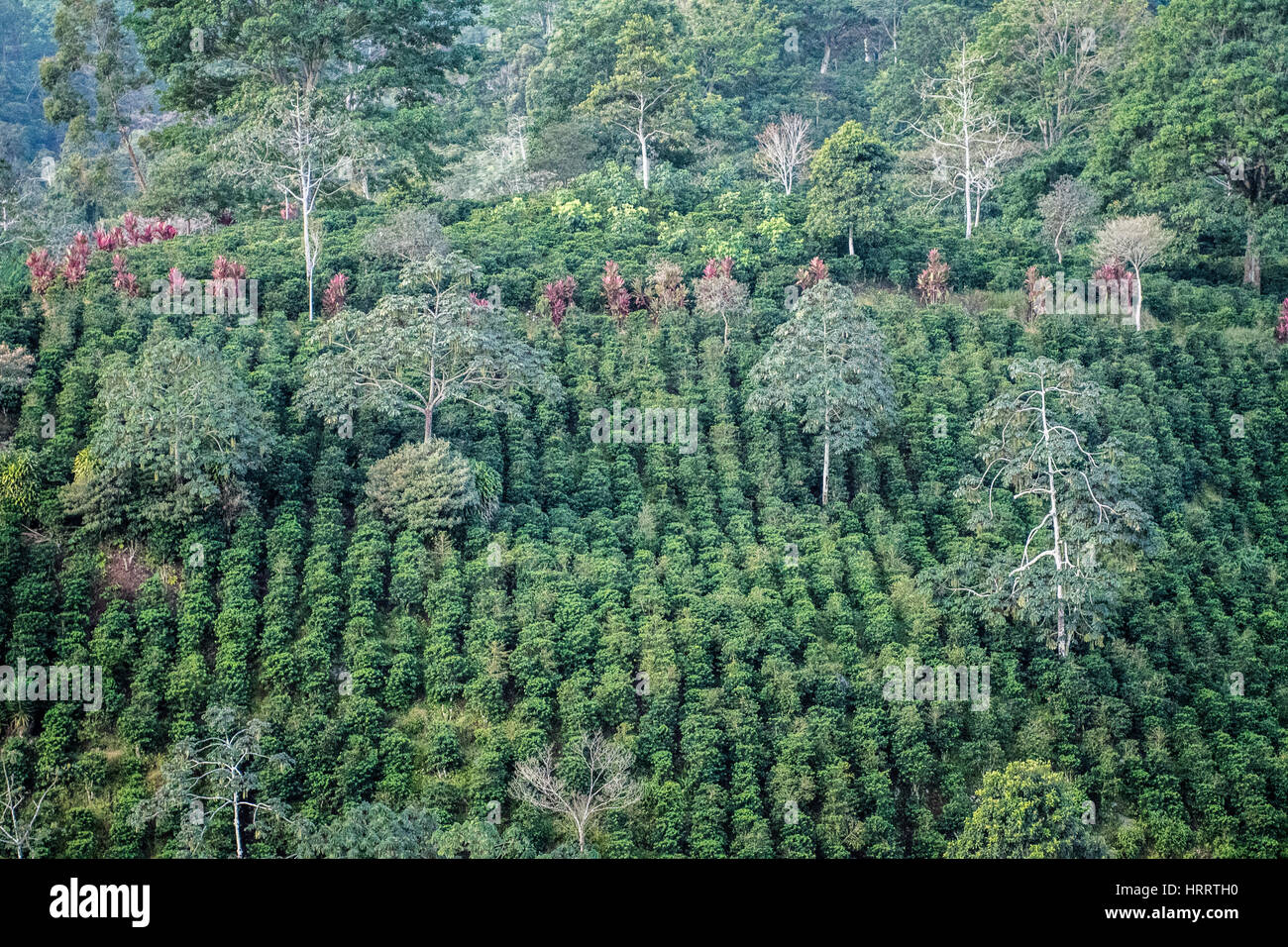 Costa rica coffee hi-res stock photography and images - Alamy