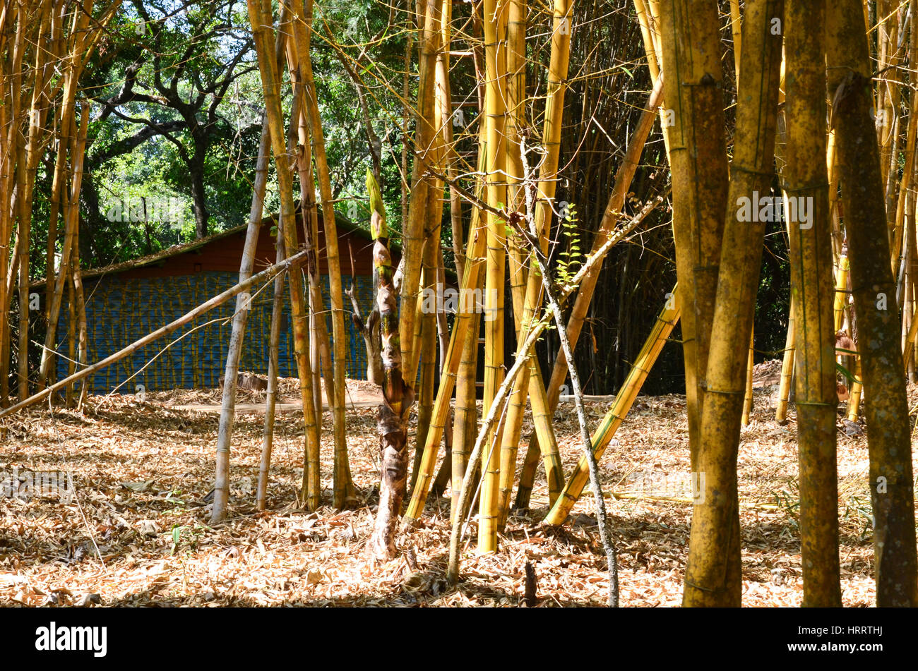 Bamboo forest at Cauvery Nisargadhama, Kushalnagar, Karnataka Stock ...