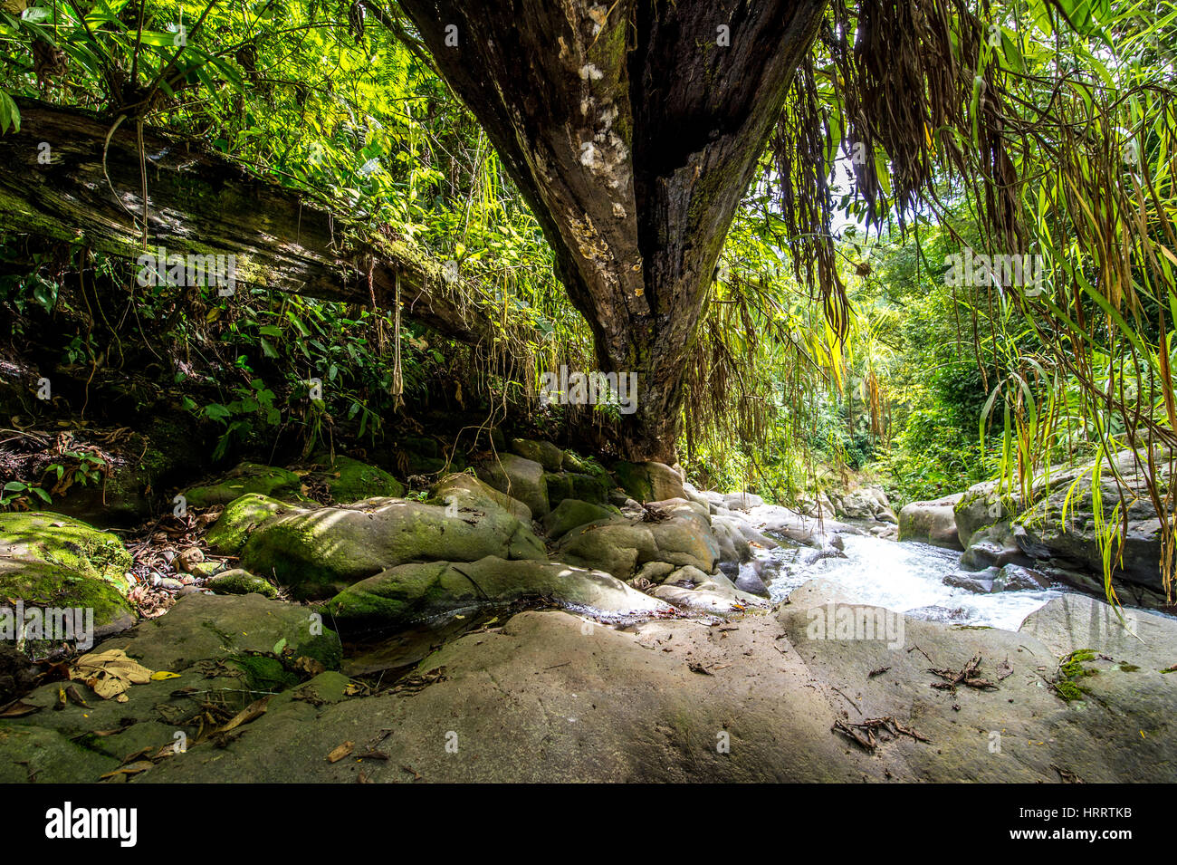 View of the Aquires river moving through the Costa Rican jungle in ...