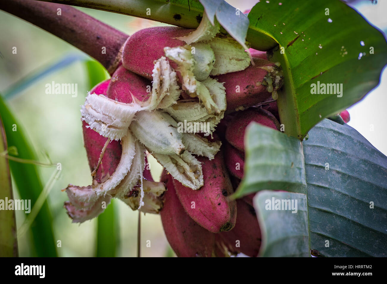 Wild bananas growing in the Costa Rican jungle in Aquires, Costa Rica ...