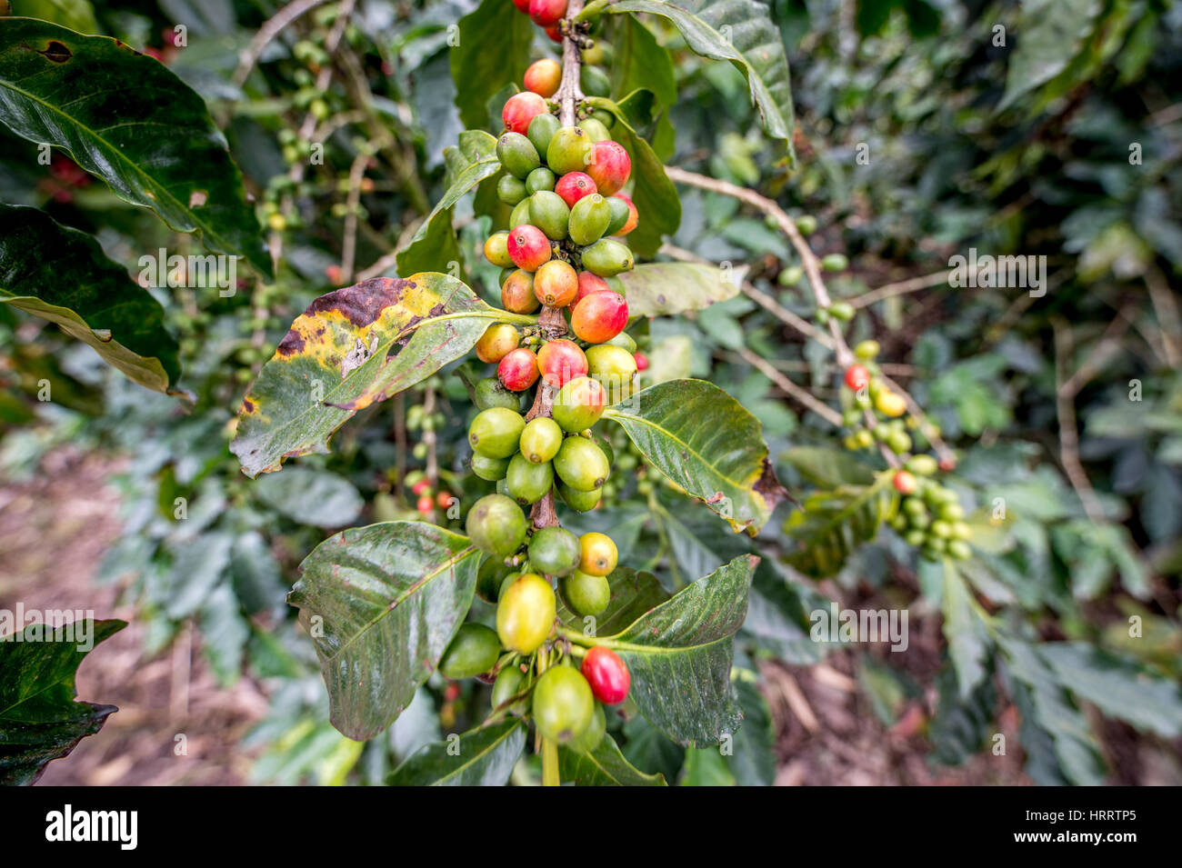 Ripe coffee beans (coffea arabica) on a coffee bush in Aquires, Costa ...