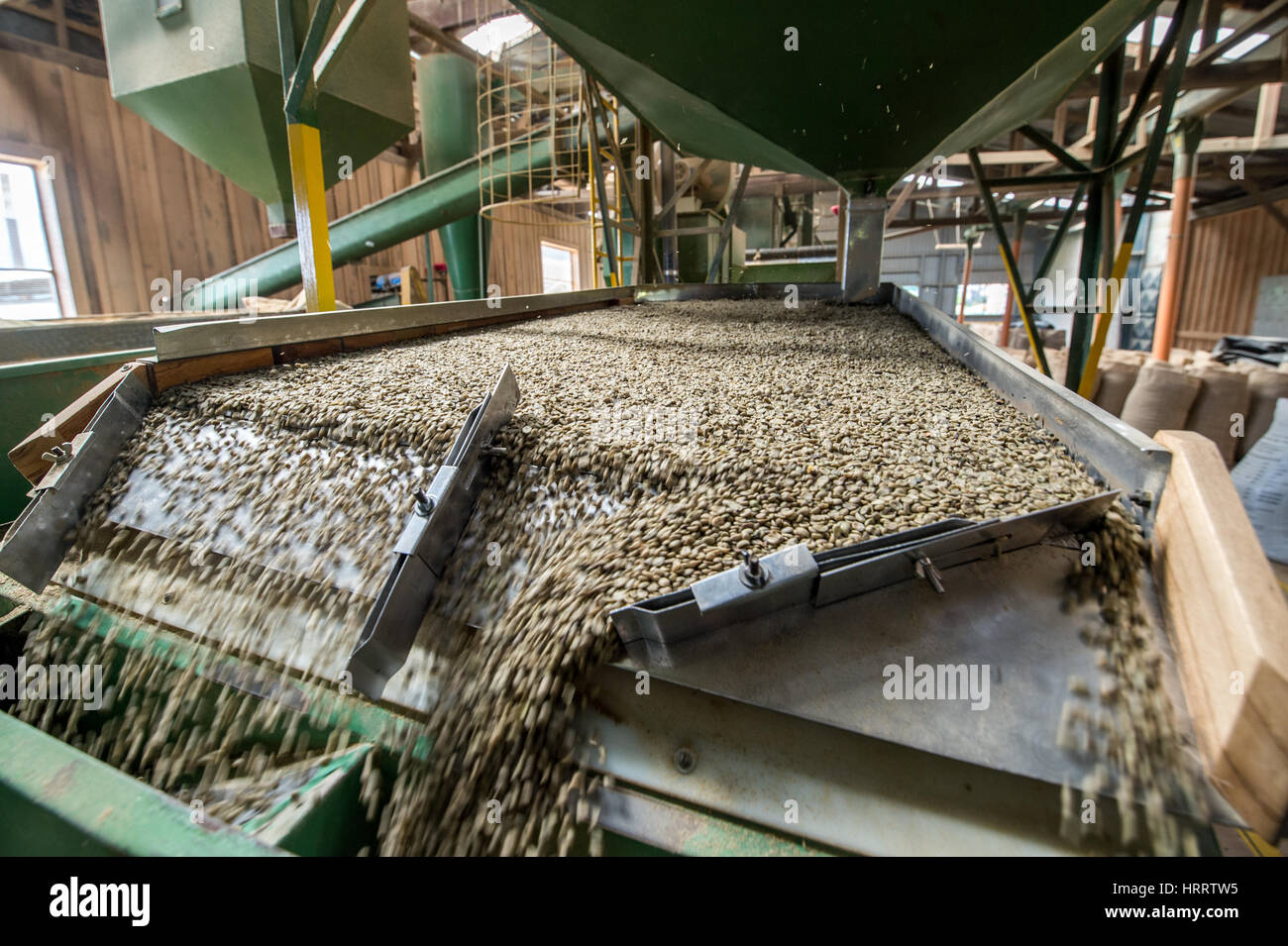 Green unroasted coffee beans are sifted for processing at a coffee ...