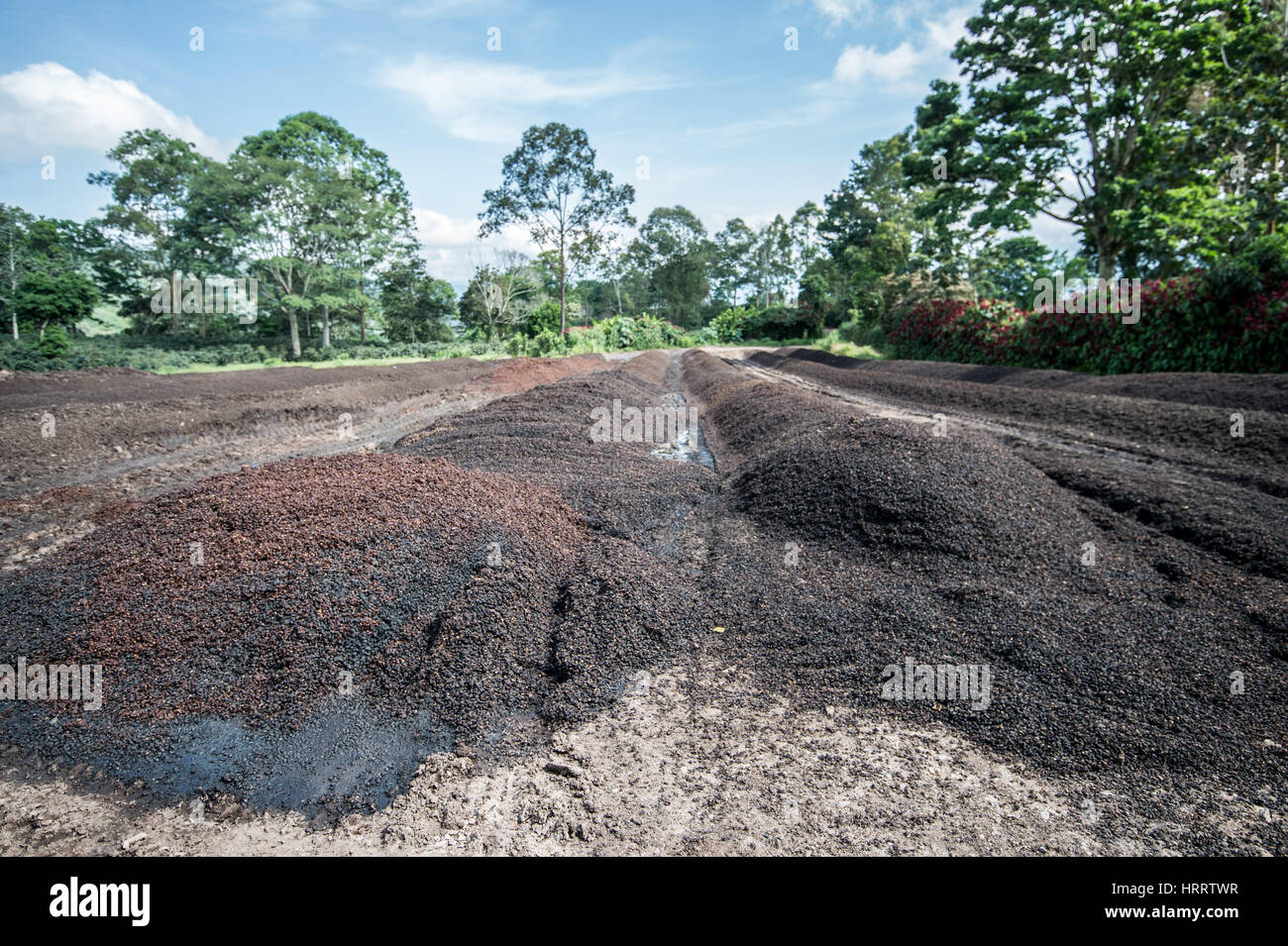 Composting husks of coffee cherries on a coffee farm in Aquires, Costa ...