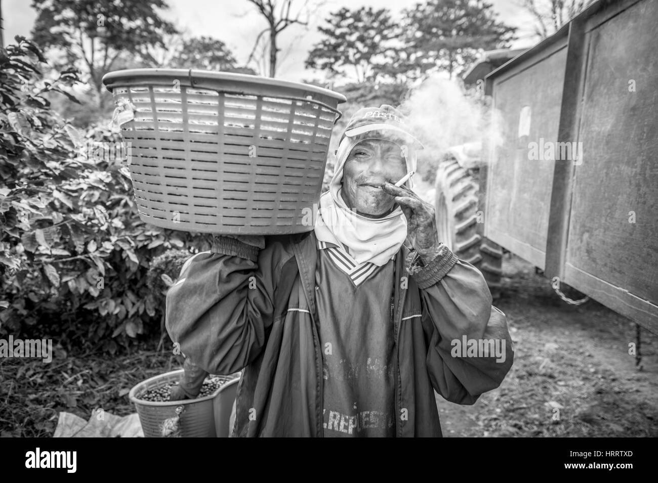 A coffee worker poses for a photograph on a coffee farm in Aquires ...
