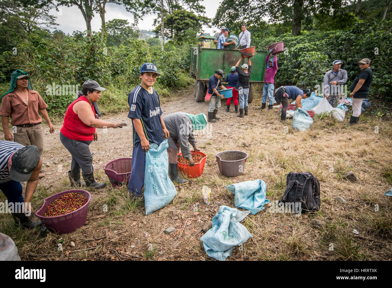 Workers sorting coffee beans hi-res stock photography and images - Alamy