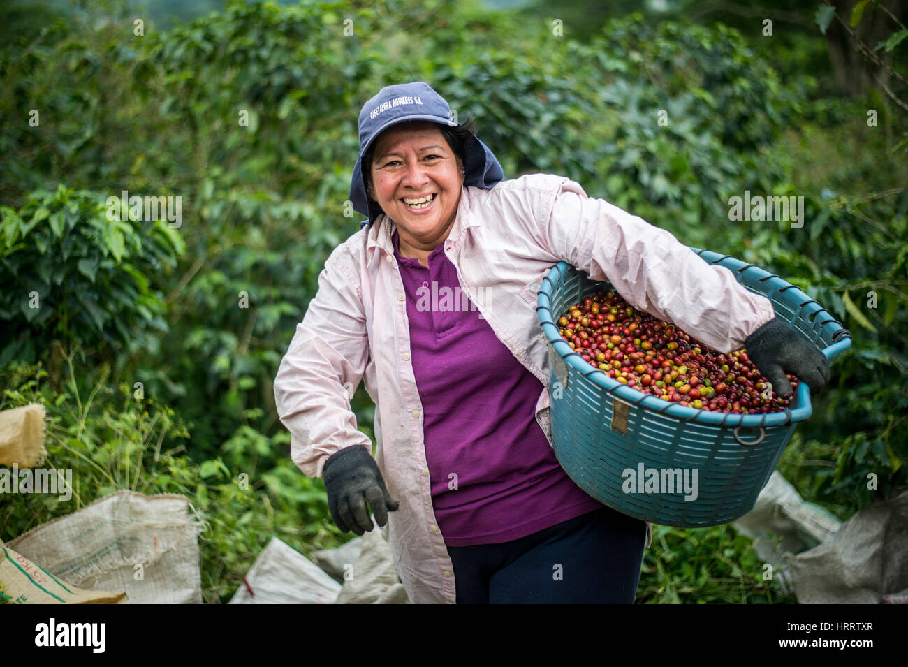 A coffee worker poses for a photograph on a coffee farm in Aquires ...