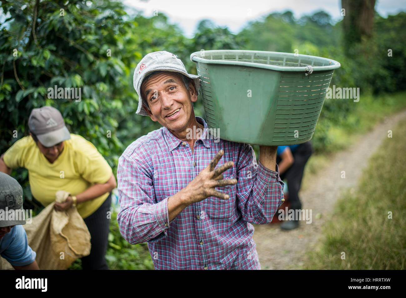 A coffee worker poses for a photograph on a coffee farm in Aquires ...
