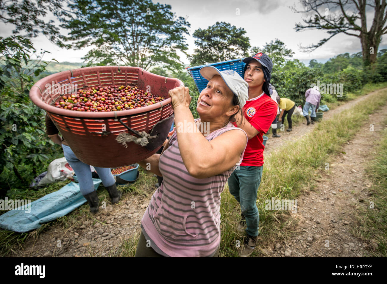 Coffee workers transporting coffee cherries on a coffee farm in Aquires ...