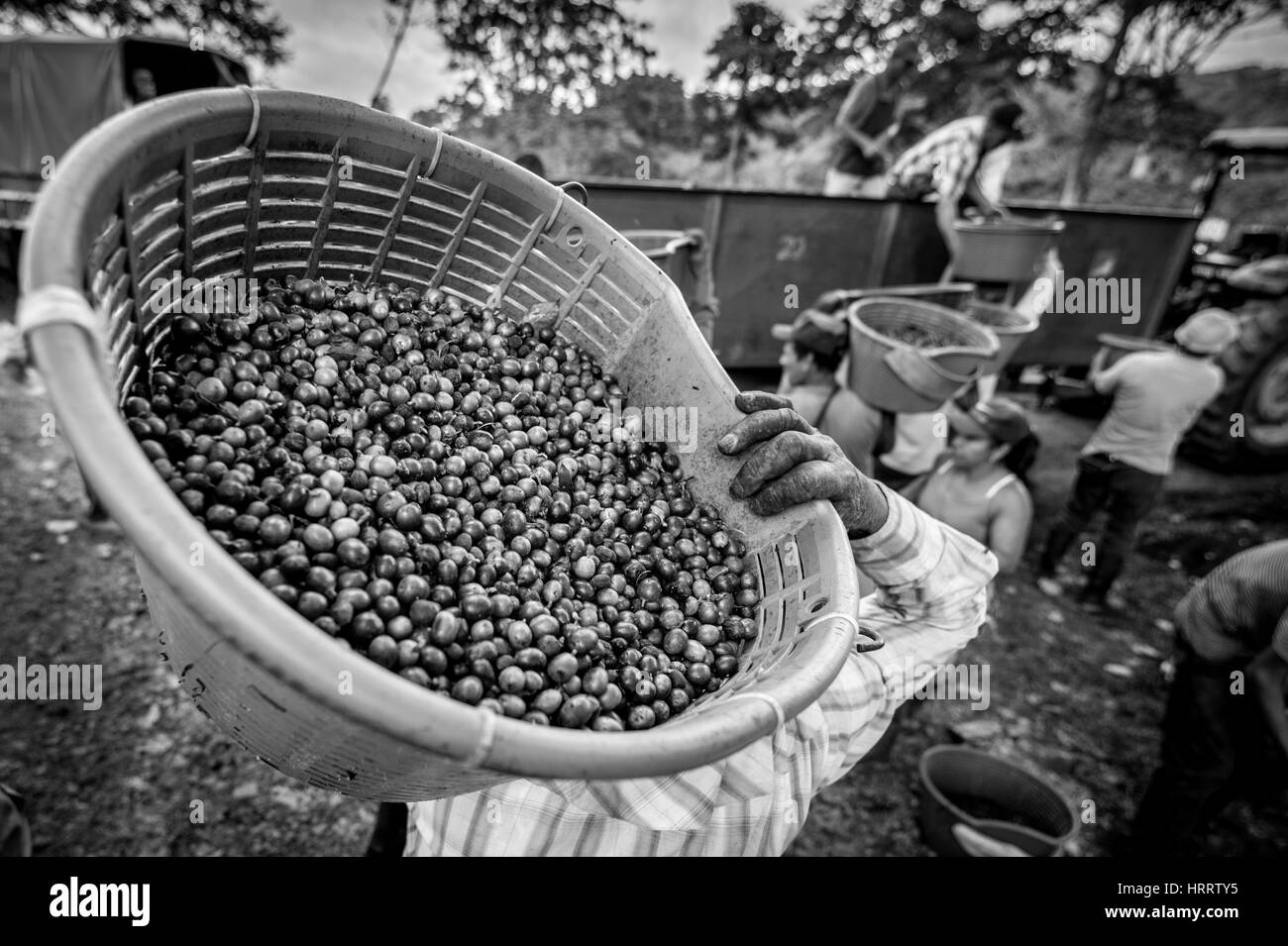 Transporting coffee Black and White Stock Photos & Images - Alamy