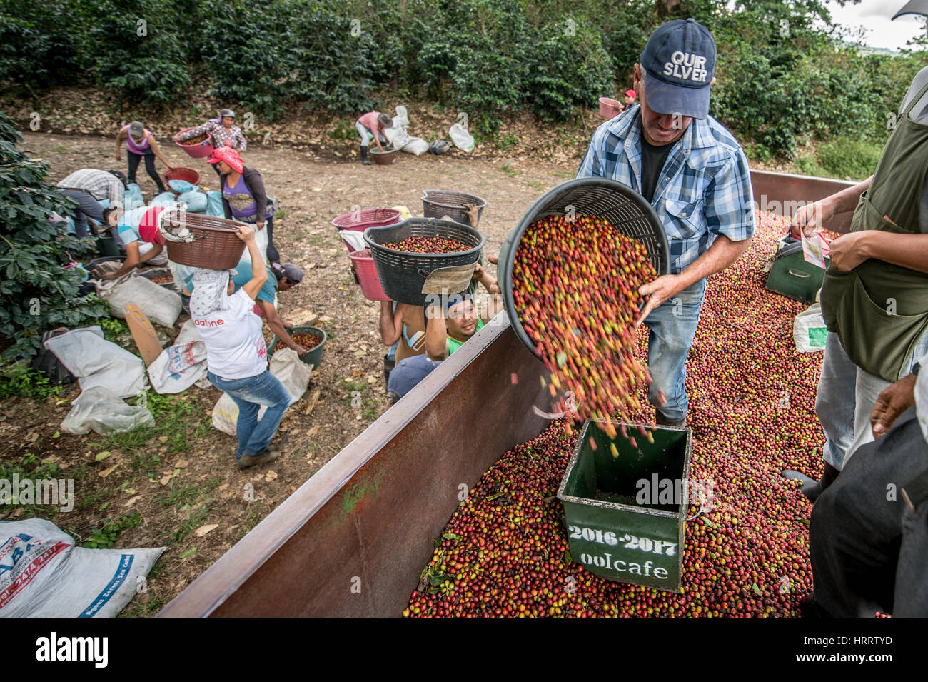 Coffee workers transporting coffee cherries on a coffee farm in Aquires ...