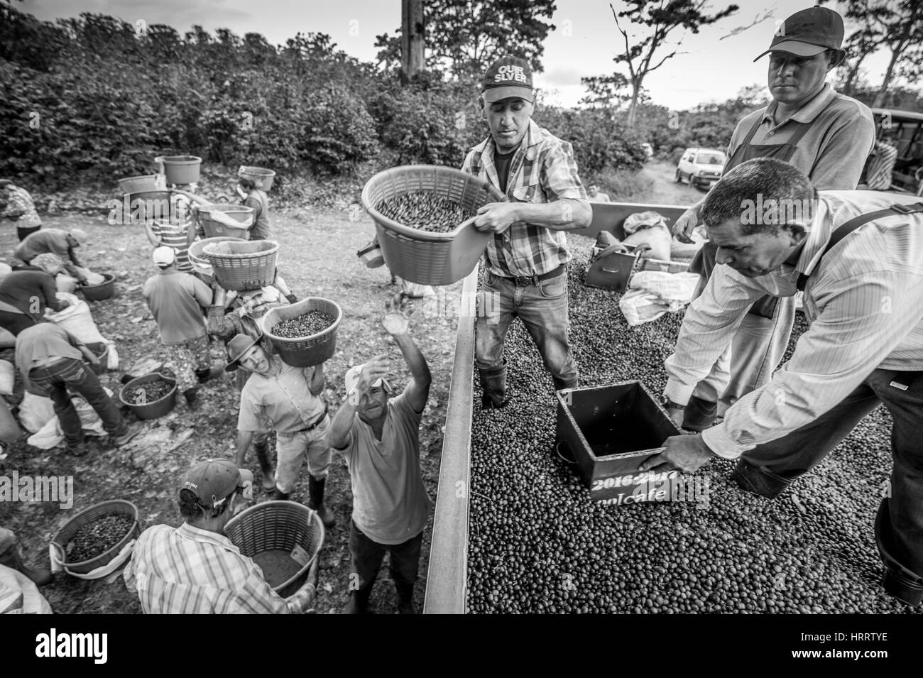 Coffee workers transporting coffee cherries on a coffee farm in Aquires ...