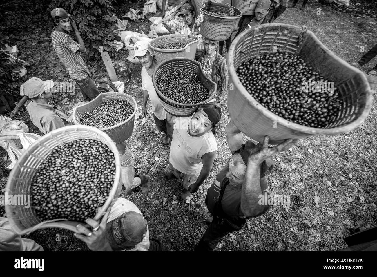 Coffee workers transporting coffee cherries on a coffee farm in Aquires ...