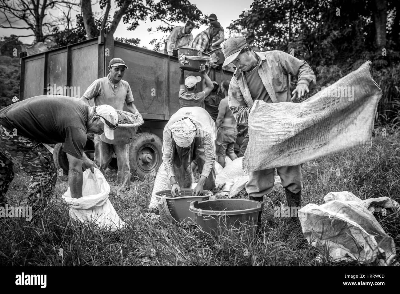 Coffee workers pouring coffee cherries into an assortment of tubs for ...