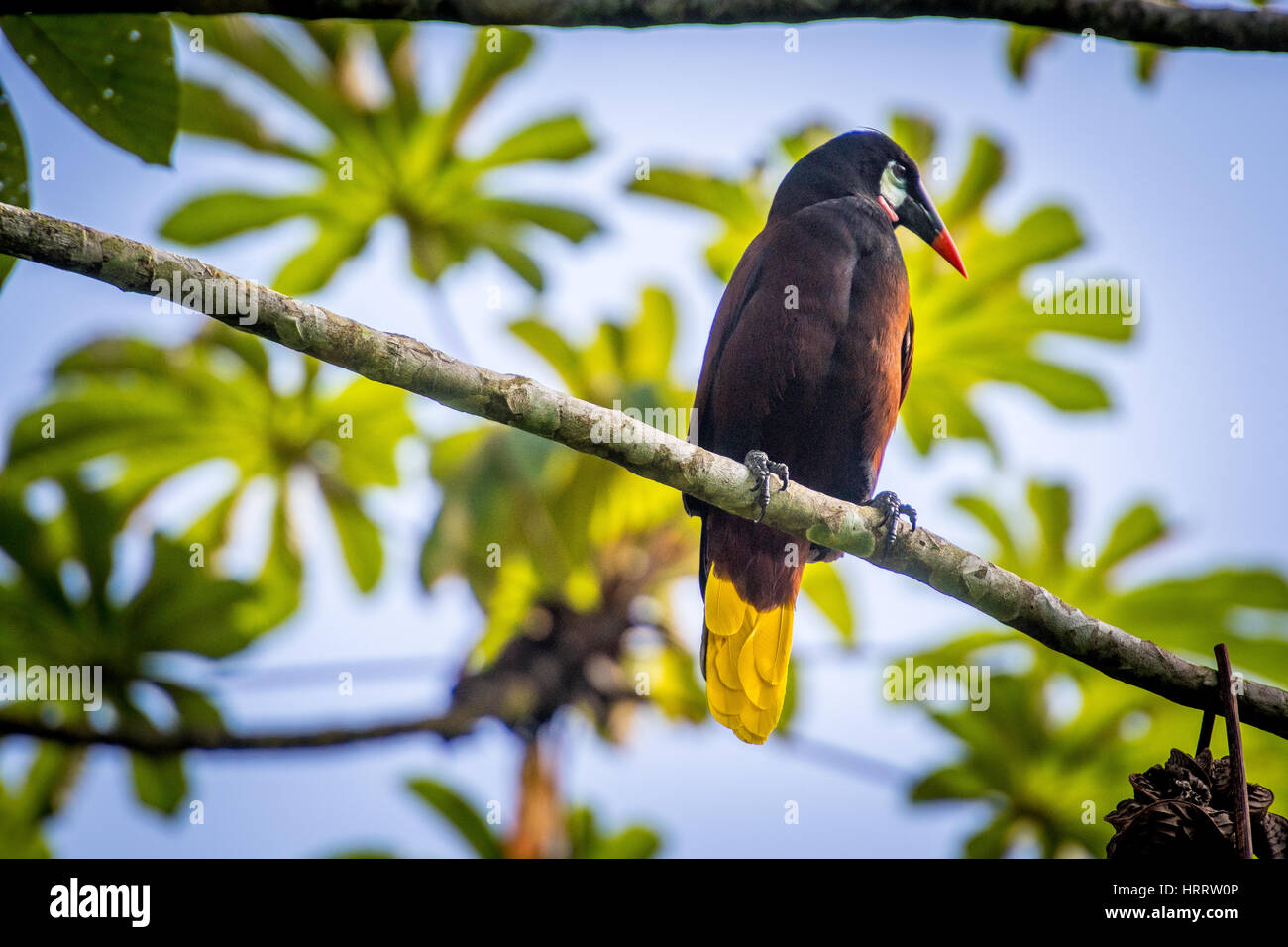 Montezuma oropendola hi-res stock photography and images - Alamy
