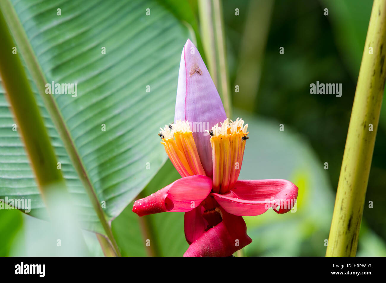 Costa rican flower hi-res stock photography and images - Alamy
