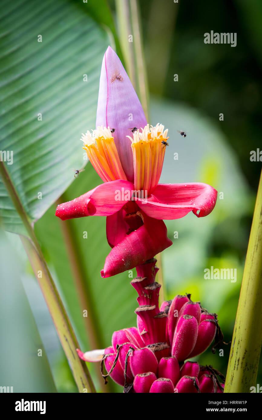 Costa rica flower hi-res stock photography and images - Alamy