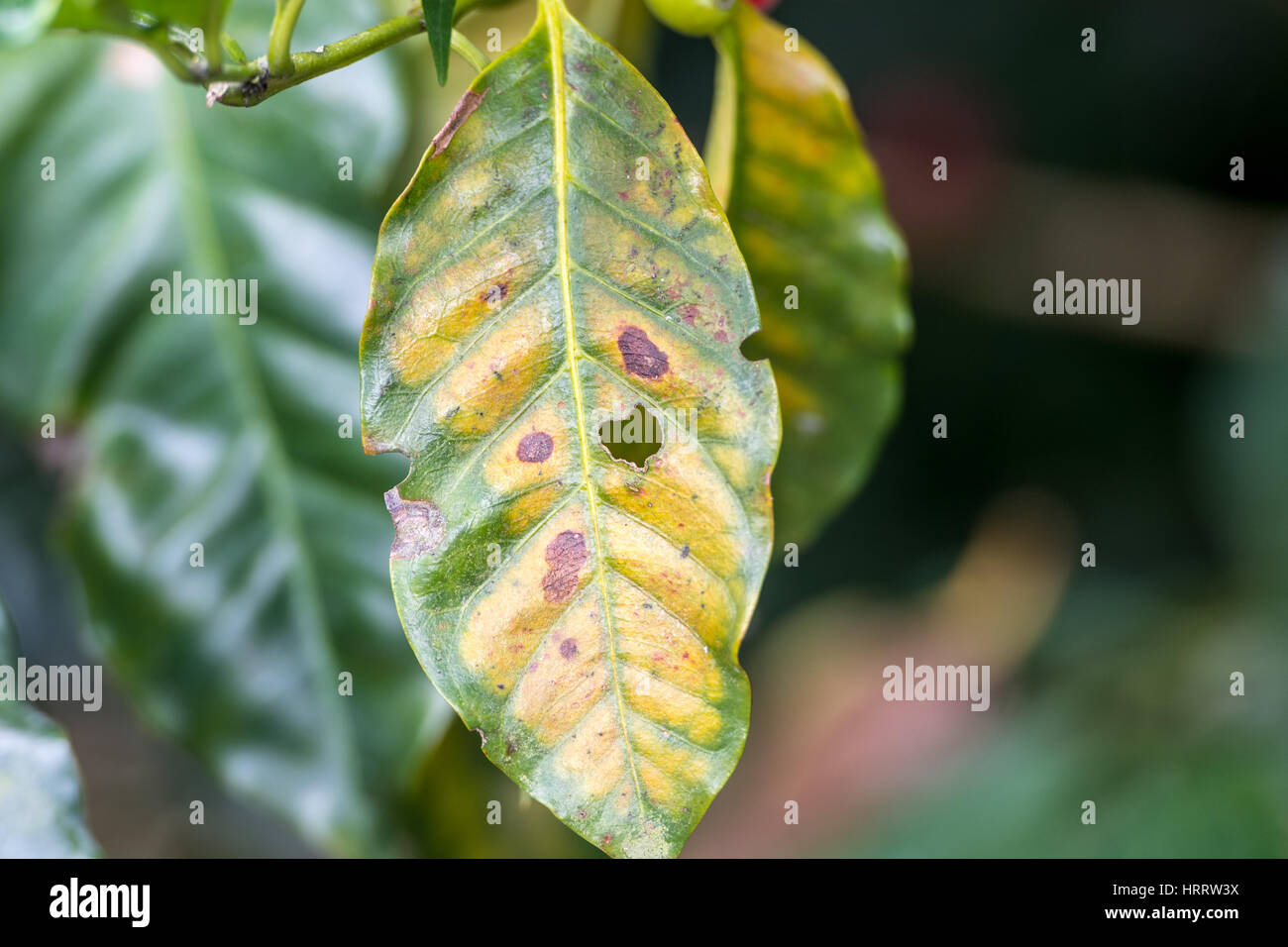 Leaf rust hi-res stock photography and images - Alamy