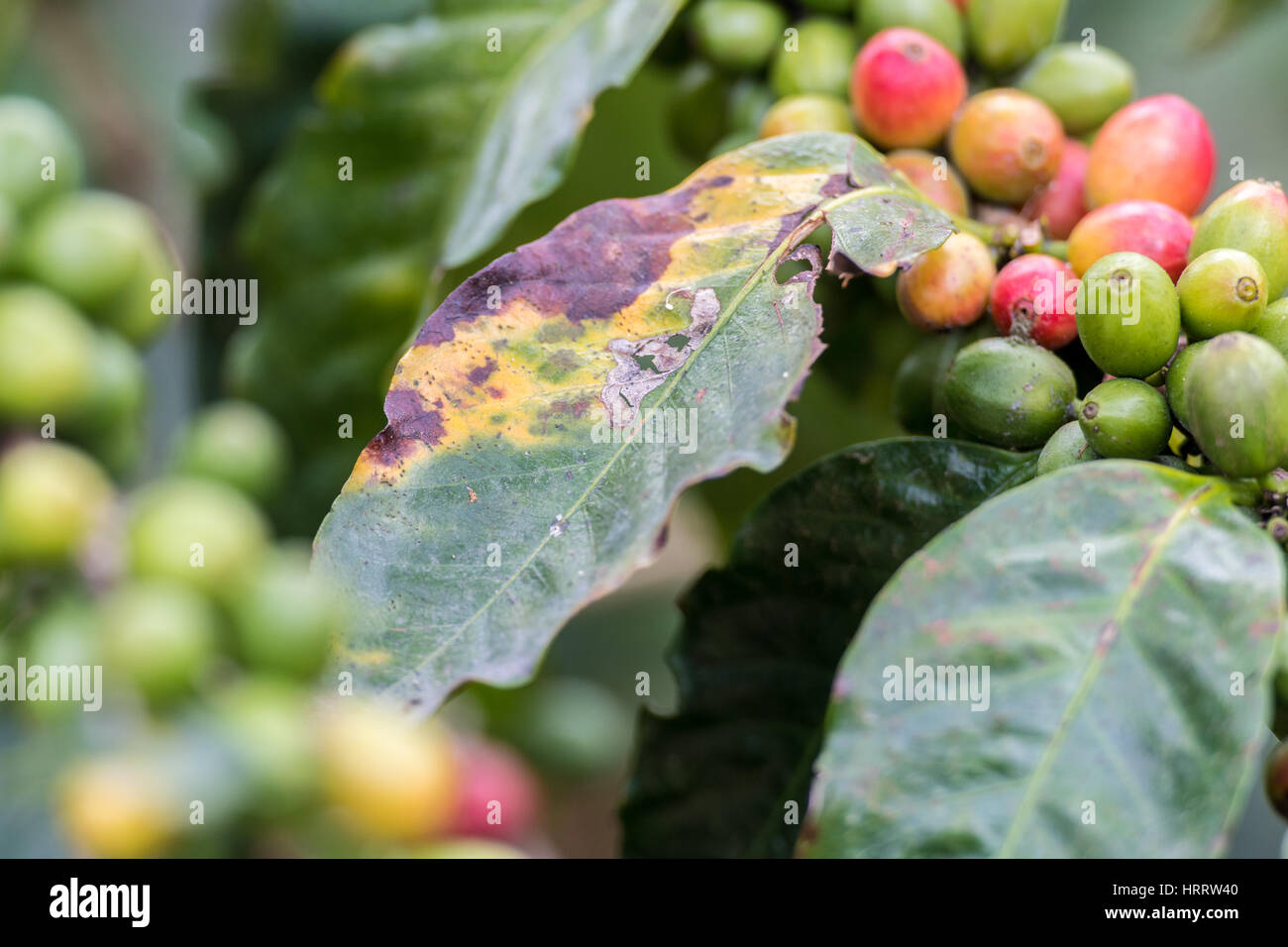 Coffee leaf rust is seen on a coffee bush in the Costa Rican jungle in ...