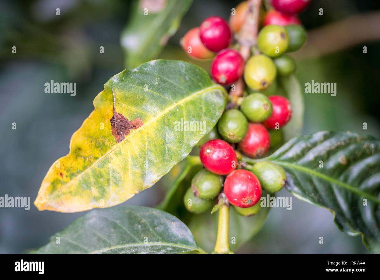Leaf rust hi-res stock photography and images - Alamy
