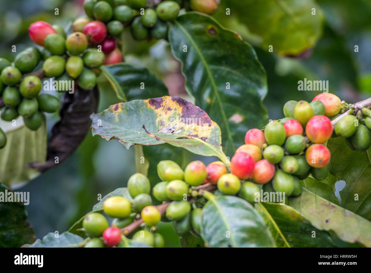 Ripe coffee beans (coffea arabica) on a coffee bush in Aquires, Costa ...