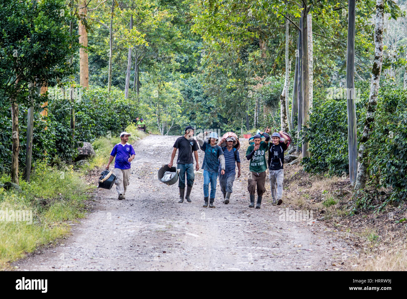 Coffee workers after picking coffee cherries all day on a coffee farm ...