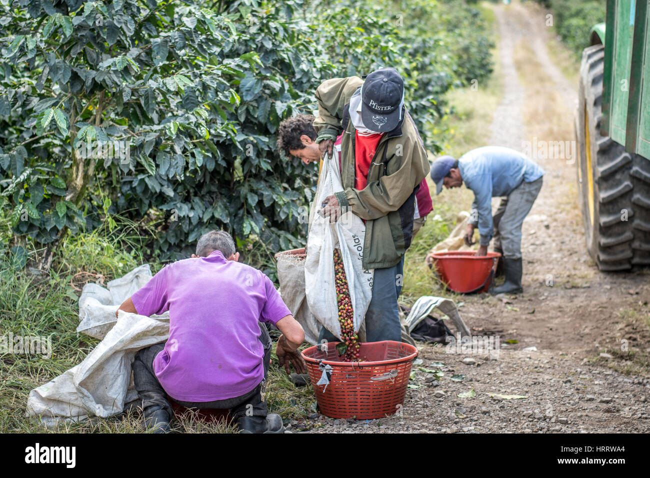Sorting coffee hi-res stock photography and images - Alamy