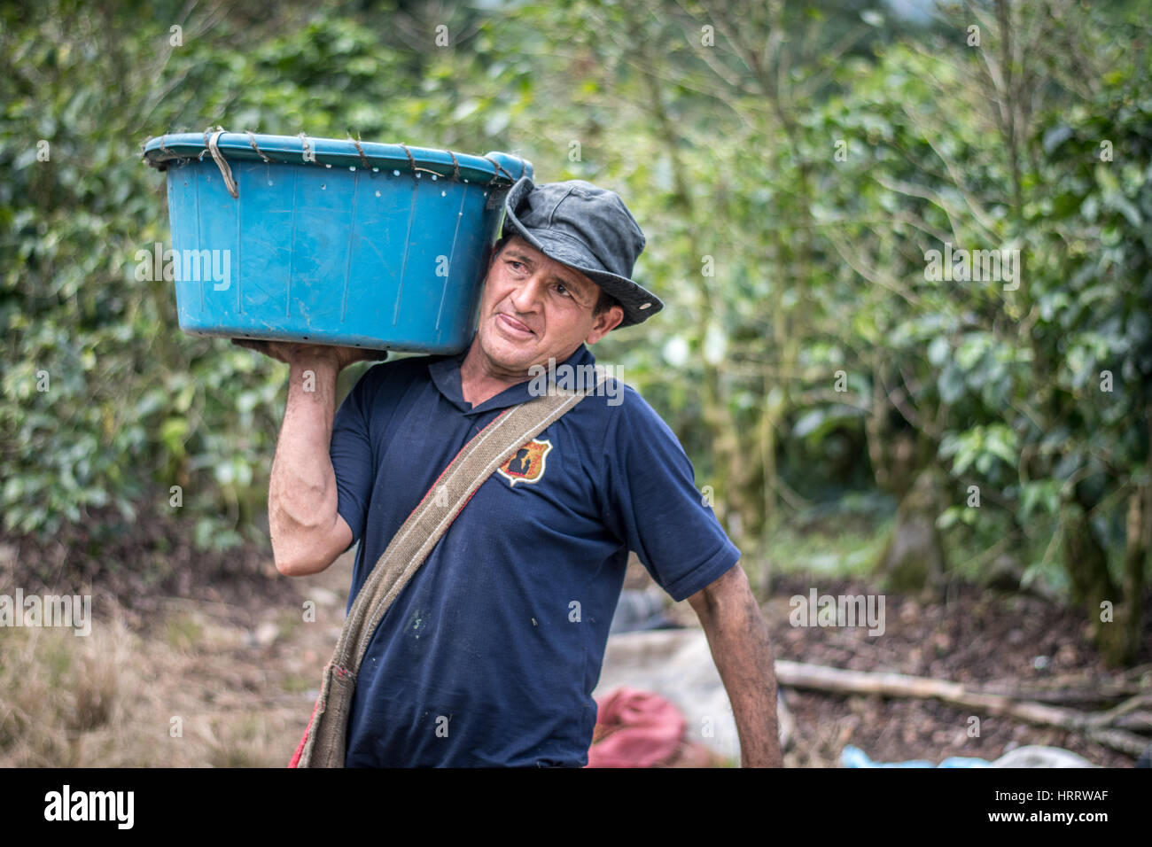 Coffee worker transporting coffee cherries on a coffee farm in Aquires ...