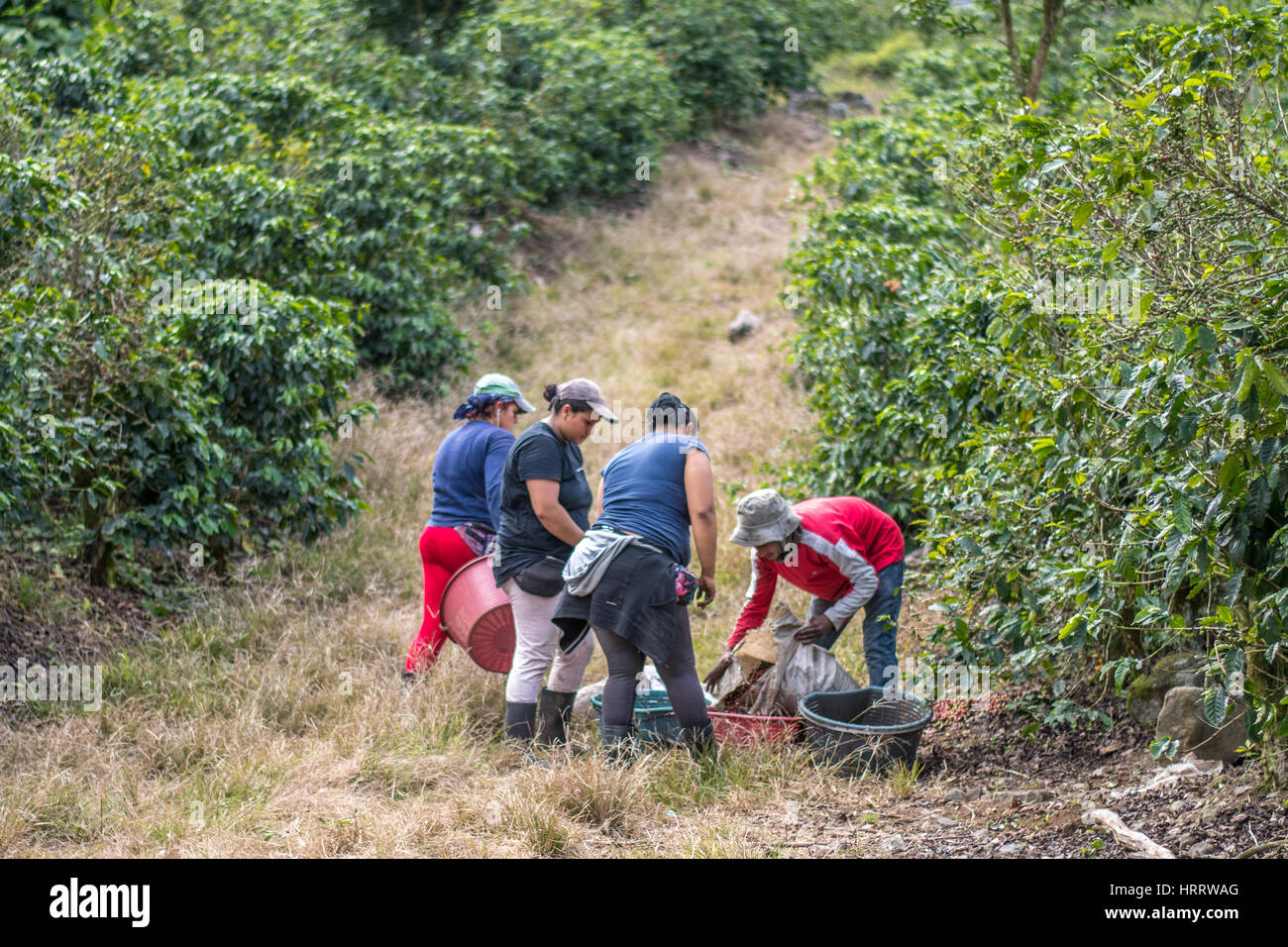Coffee workers sorting coffee cherries on a coffee farm in Aquires ...