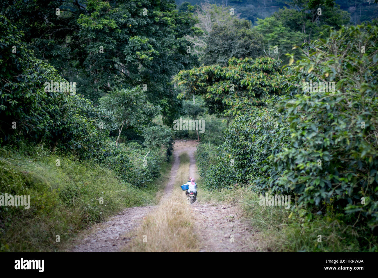 A coffee worker transporting coffee cherries on a motor bike in Aquires ...