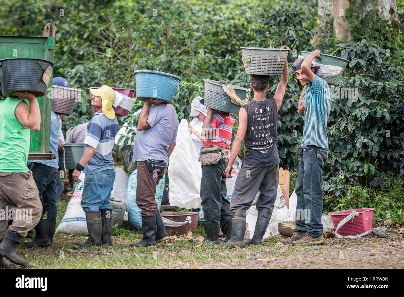 Coffee workers transporting coffee cherries on a coffee farm in Aquires ...