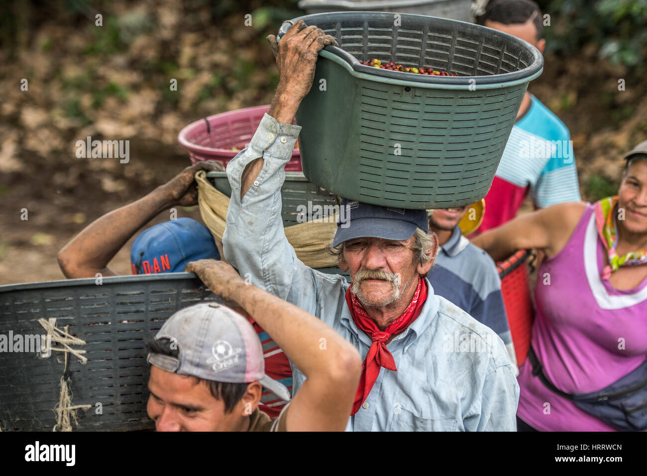 Coffee workers transporting coffee cherries on a coffee farm in Aquires ...