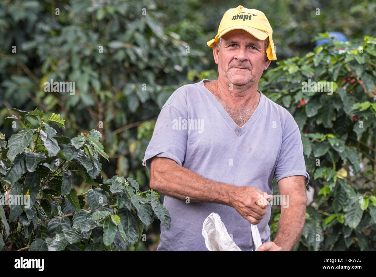 A coffee worker poses for a photograph on a coffee farm in Aquires ...