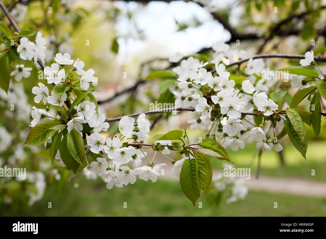 The branches of the cherry blossoms in spring Stock Photo - Alamy